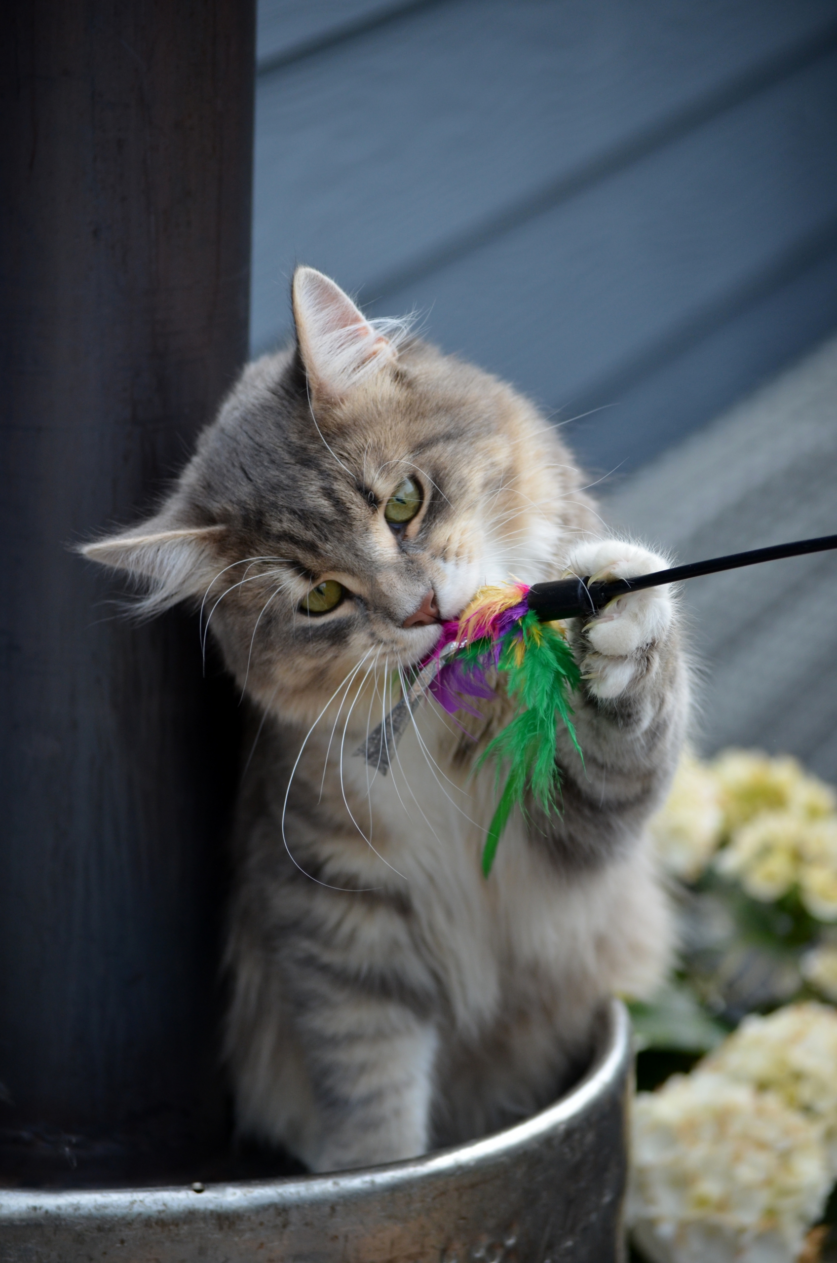 Gebit Kat - A7 Noord dierenartsen BV