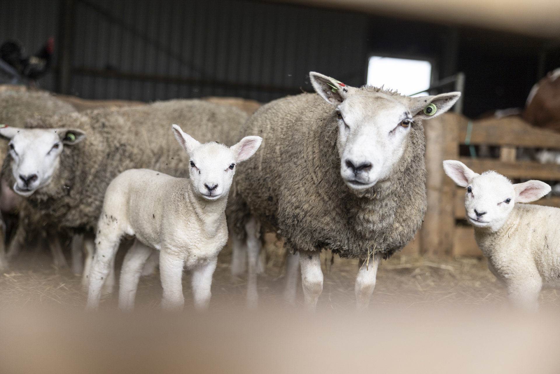 Schaap/geit - Pagina 4 van 6 - Webshop A7 Noord dierenartsen BV